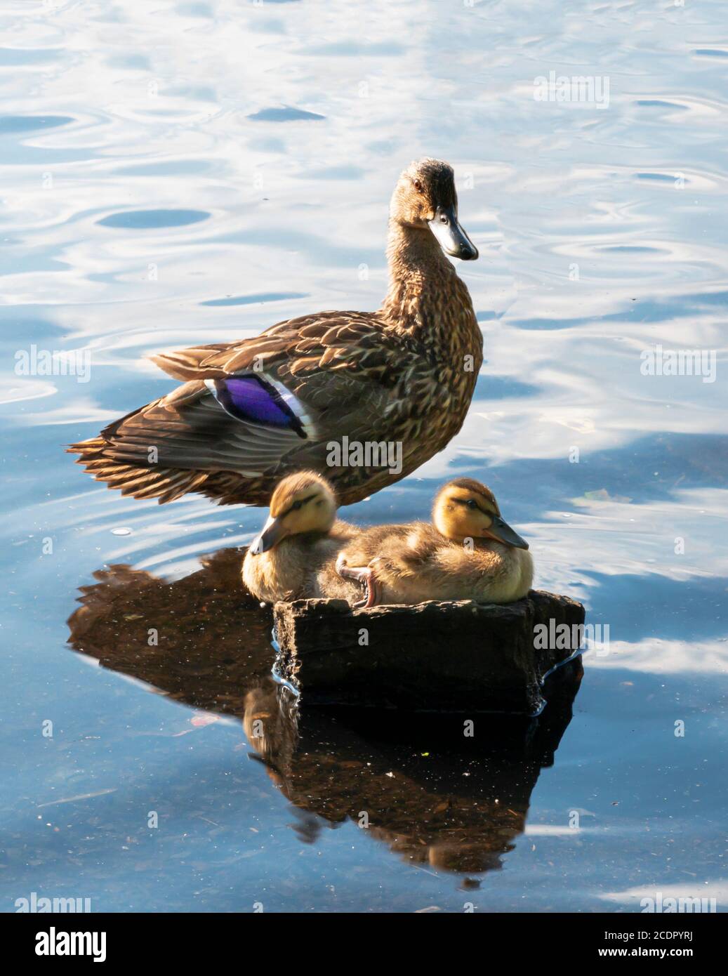 Two mallard duck babies sitting on a rock in the sunshine with their ...