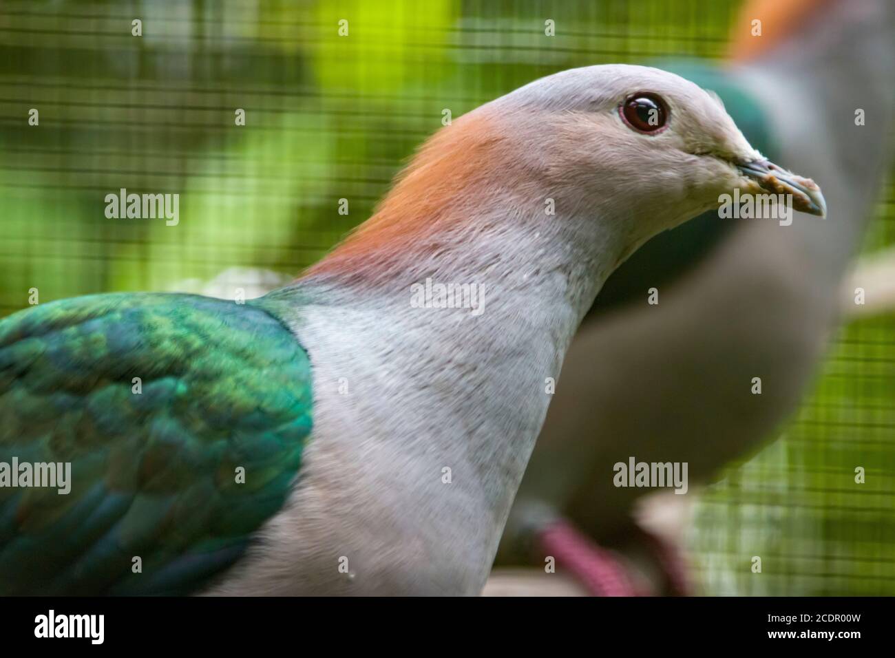 The chestnut-naped imperial pigeon (Ducula aenea paulina) stands on the ...