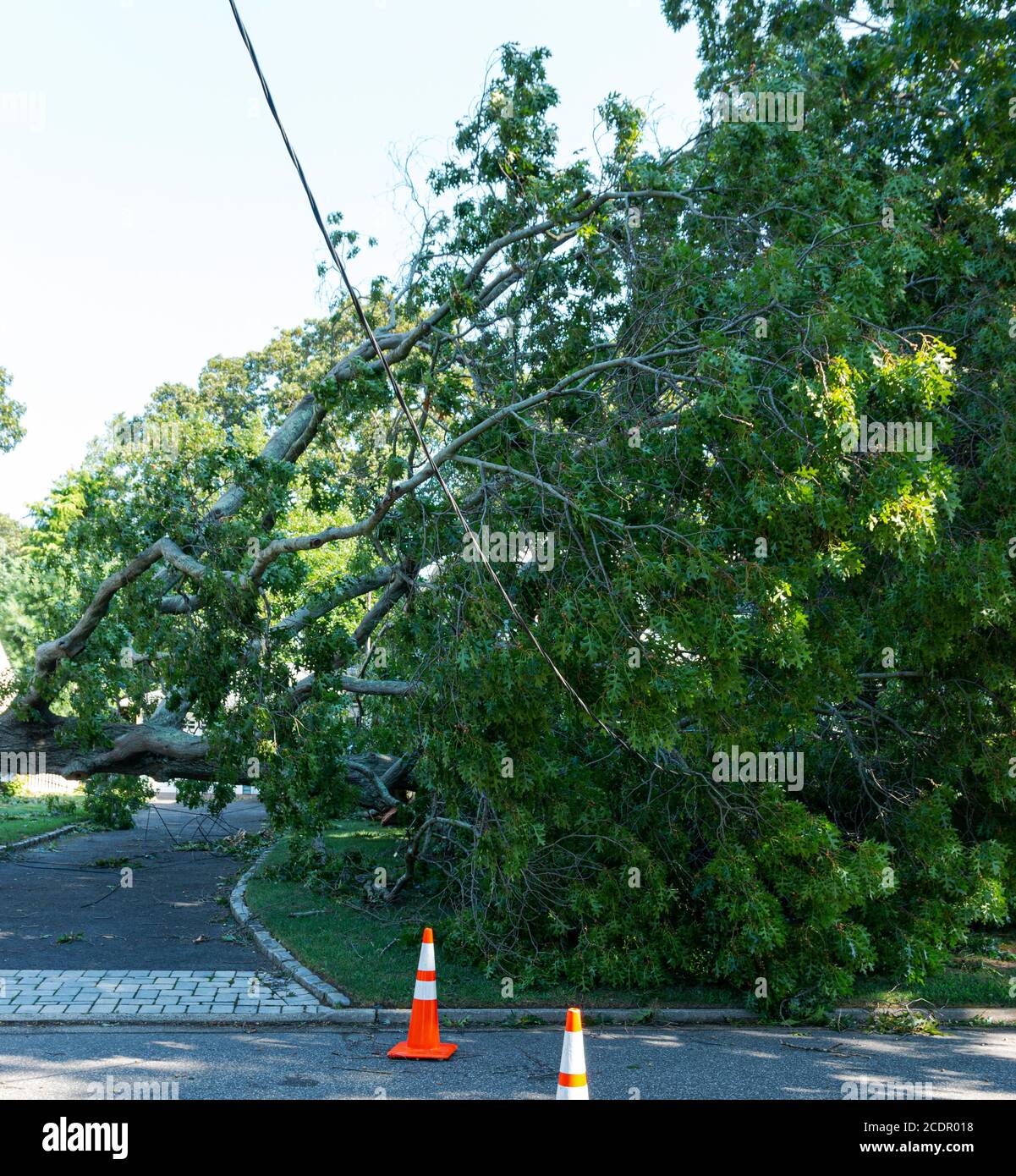 Orange cones in residential street warning drivers of a downed electric ...