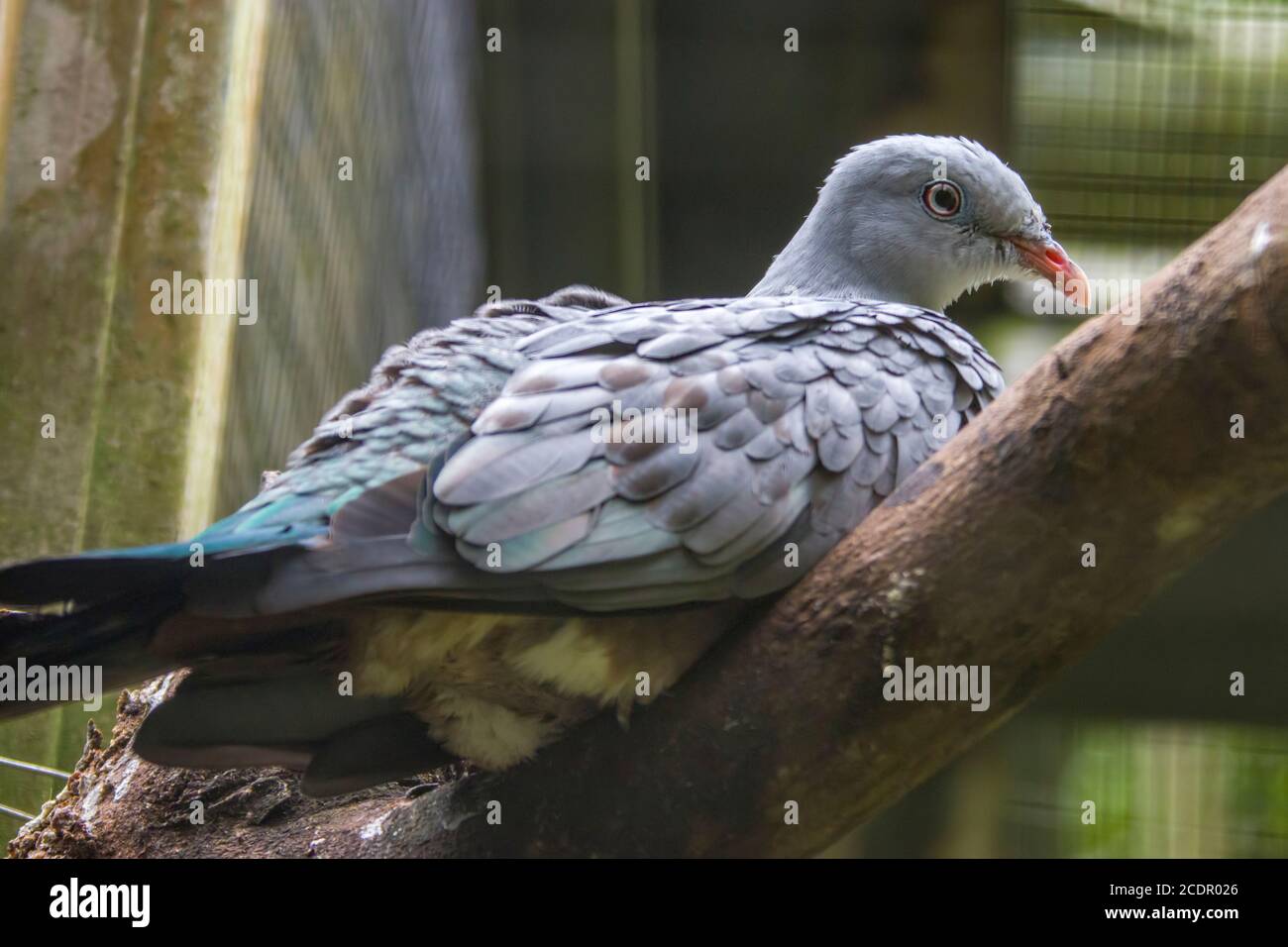 The spotted imperial pigeon (Ducula carola) is a species of bird in the ...