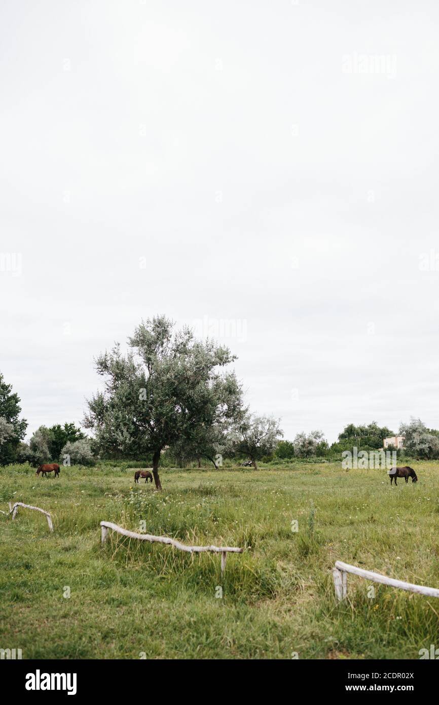 Idyllic countryside scene horses hi-res stock photography and images ...