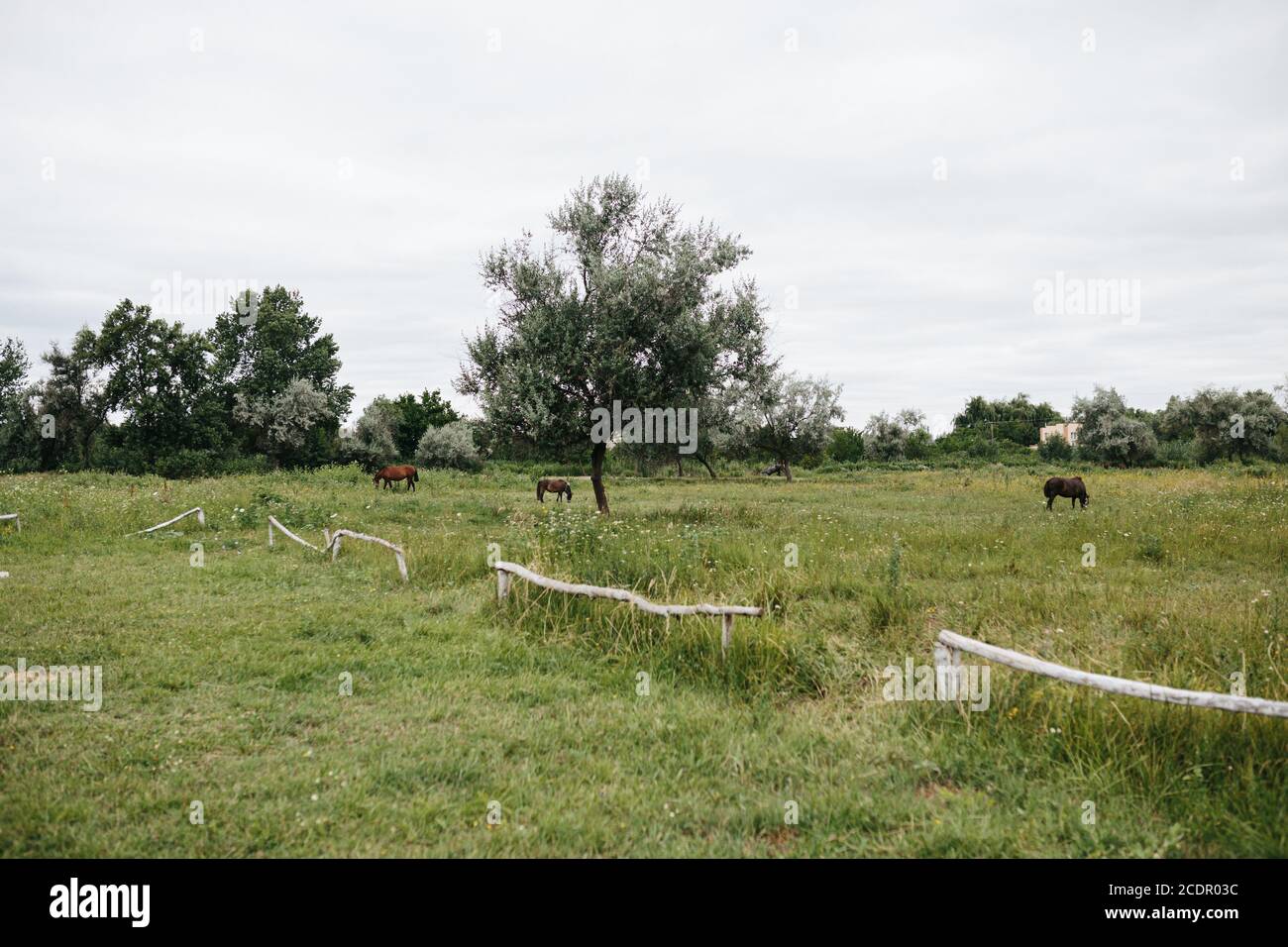 Green countryside field and horses. Idyllic rural scene Stock Photo - Alamy