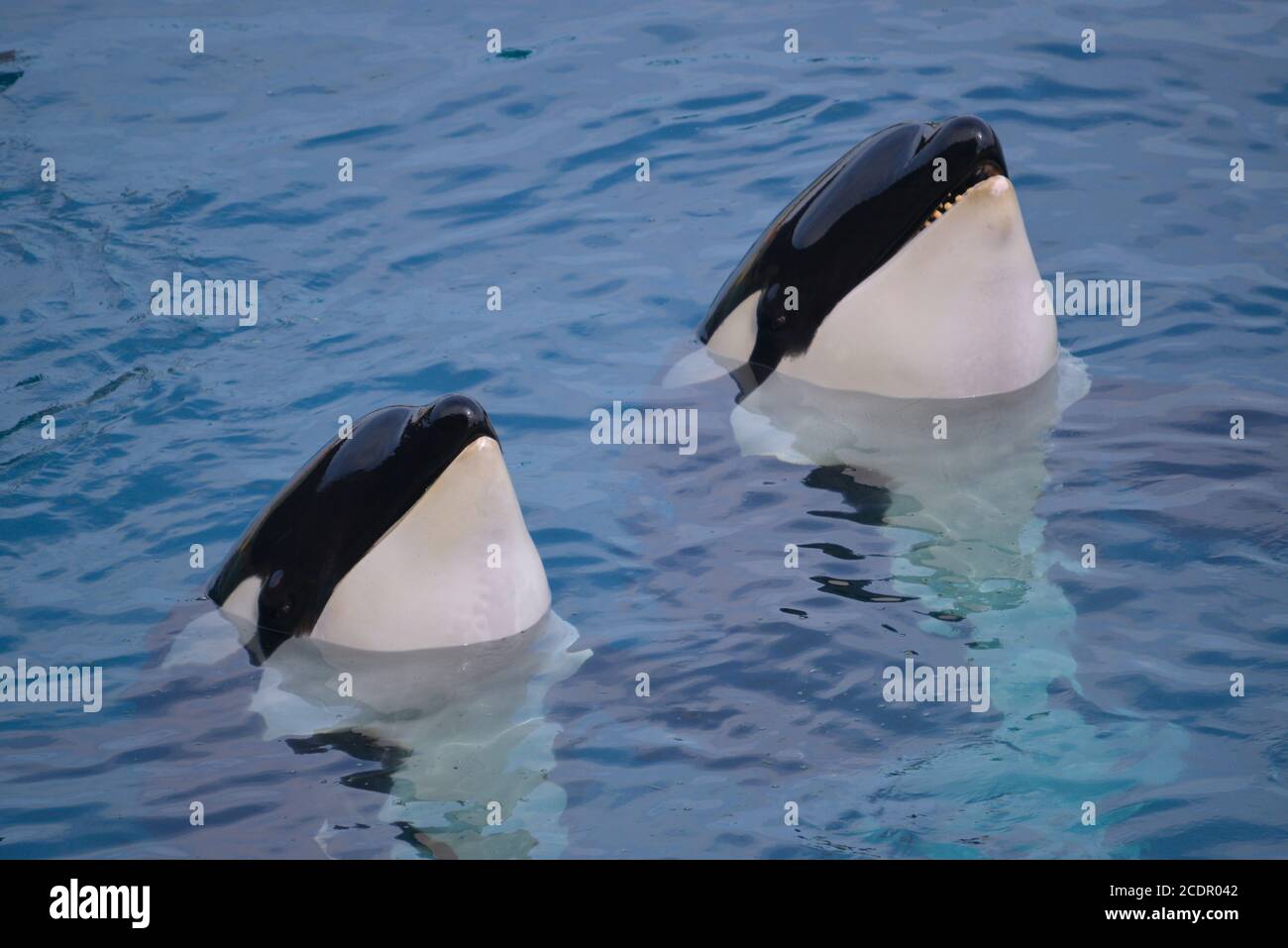 Two killer whales (Orcinus orca) in blue water Stock Photo - Alamy