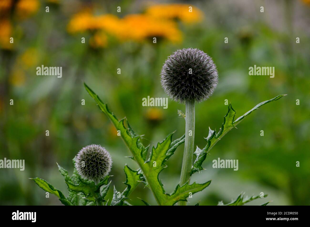 Echinops exaltatus (Tall Globethistle) grown in a border at RHS Garden ...