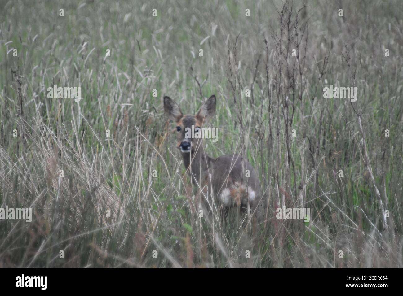 Roe deer doe spring hi-res stock photography and images - Alamy