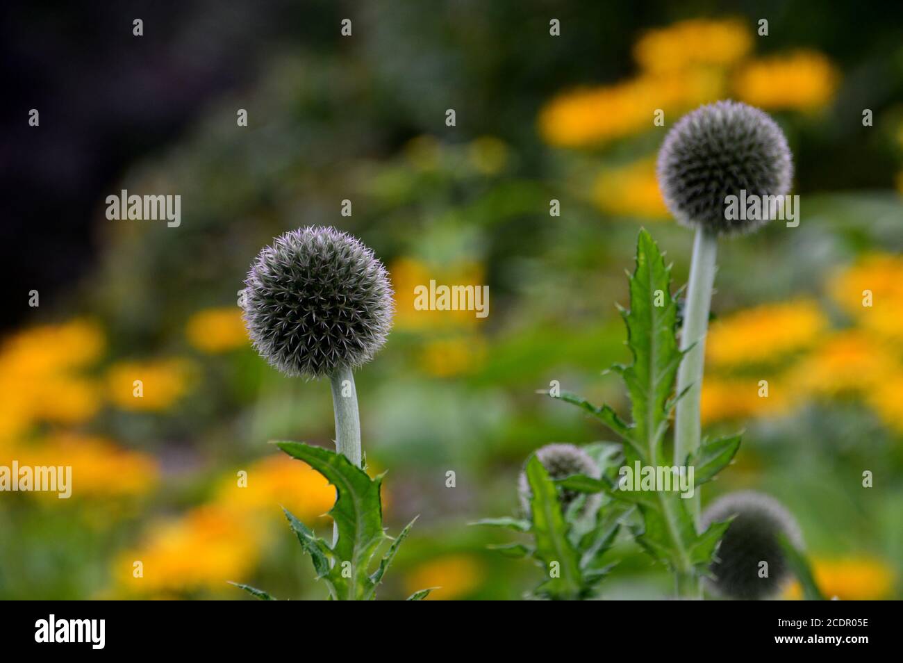 Echinops exaltatus (Tall Globethistle) grown in a border at RHS Garden ...