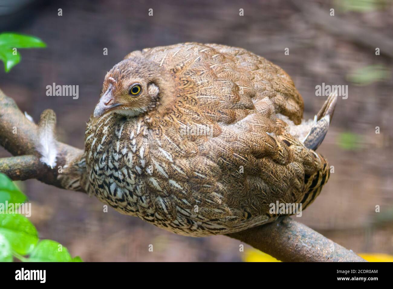The female Sri Lankan junglefowl (Gallus lafayettii). A member of the ...