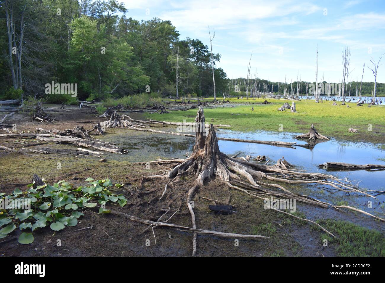 Dead trees with exposed root systems line the Manasquan Reservoir lake ...
