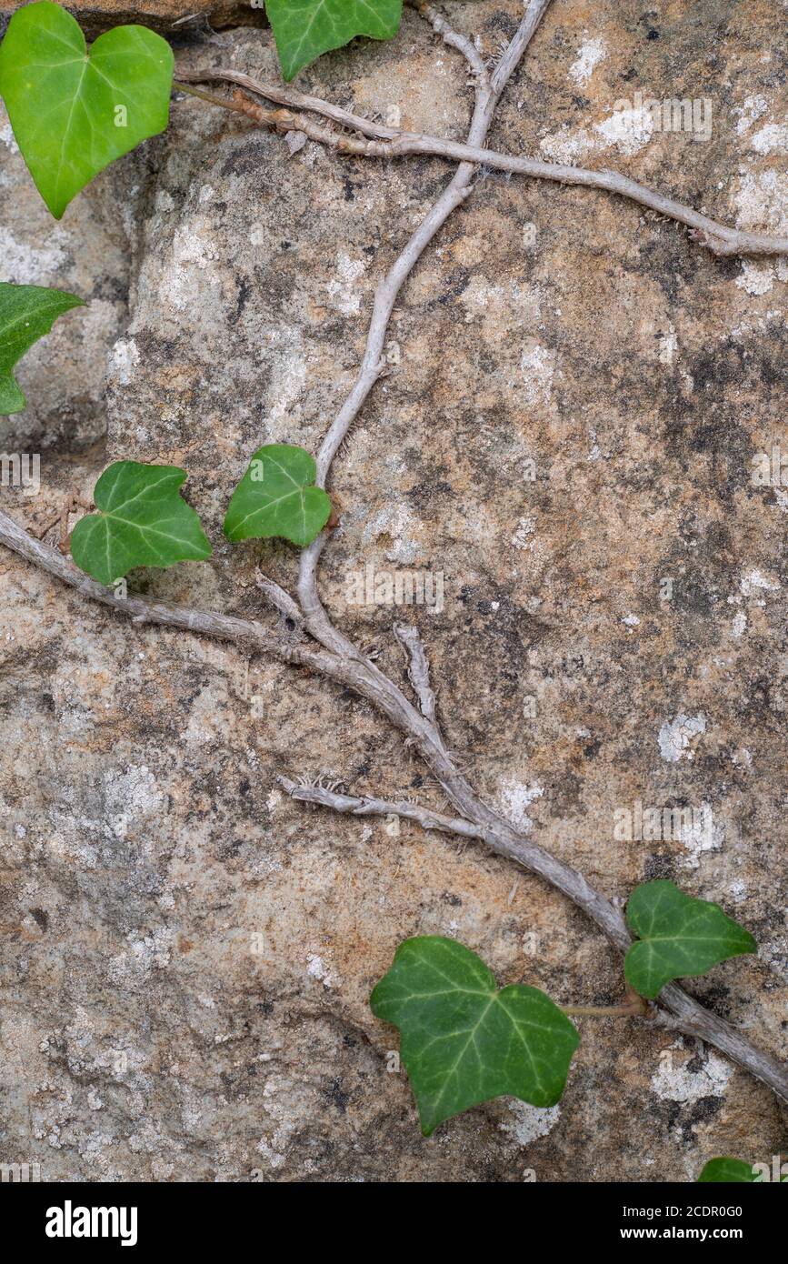 Tige stone hi-res stock photography and images - Alamy