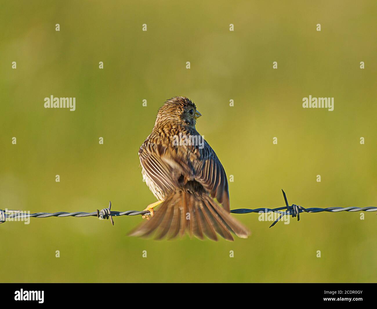 Trilling bird hi-res stock photography and images - Alamy
