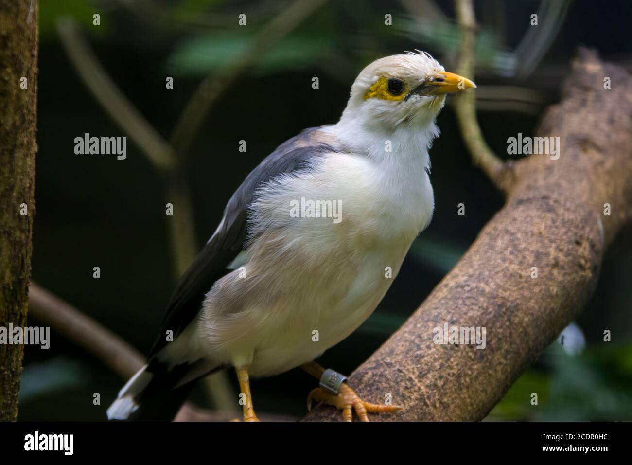 Grey backed myna hi-res stock photography and images - Alamy