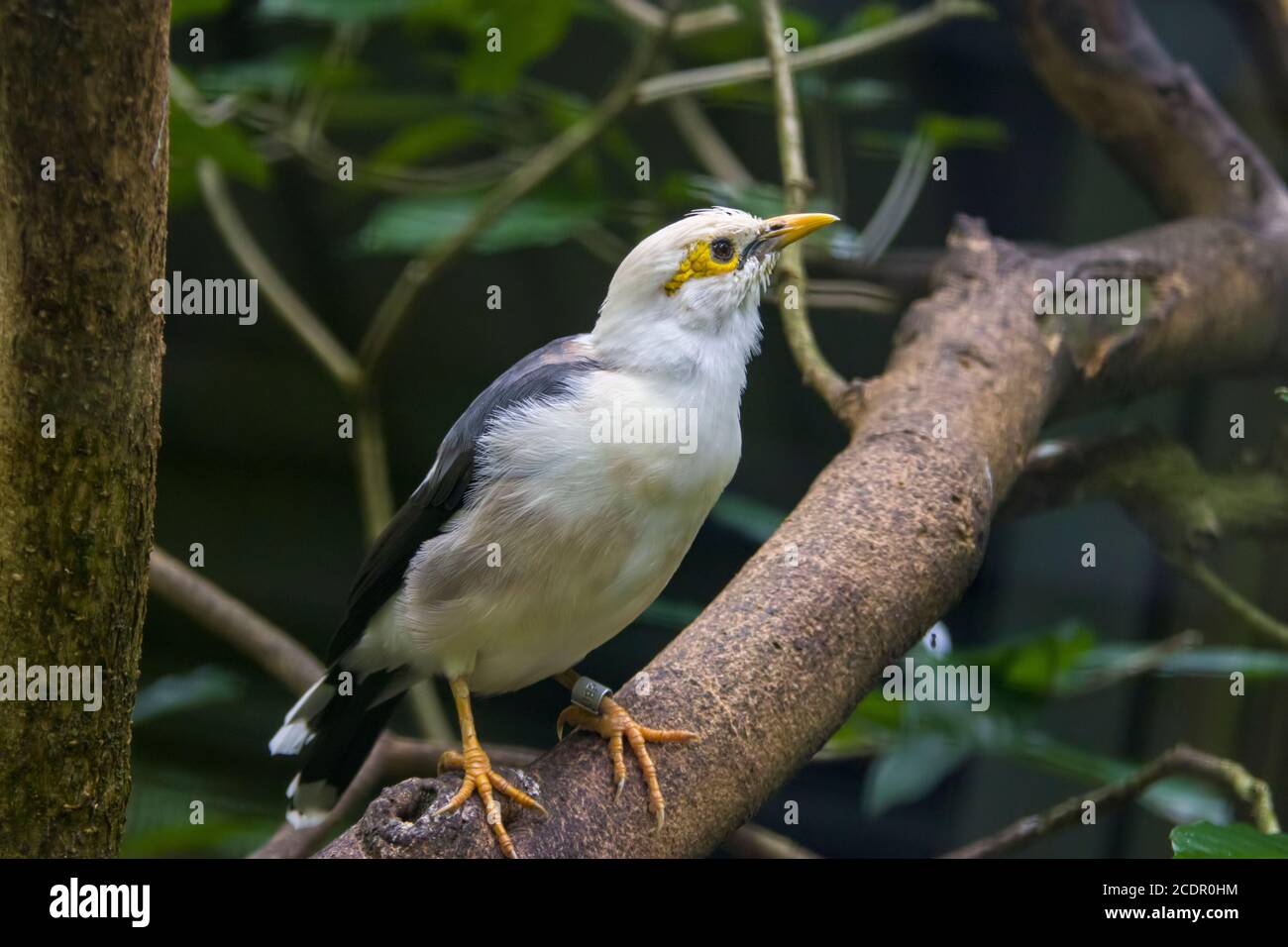 Grey-backed Myna (Acridotheres tricolor) is a species of starling in ...