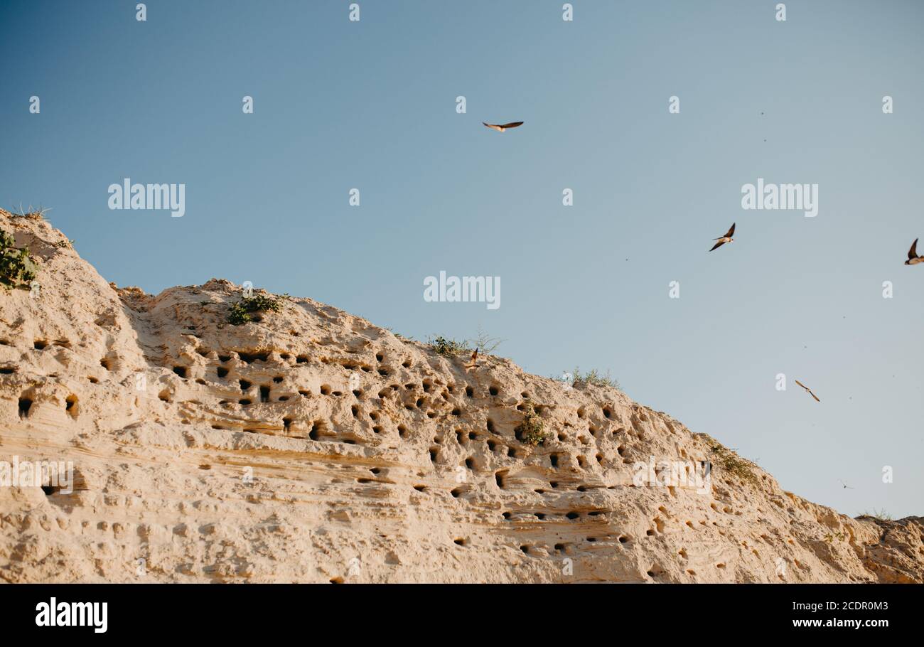 Swallow nests in the sand on a cliff top and flying swallows against ...
