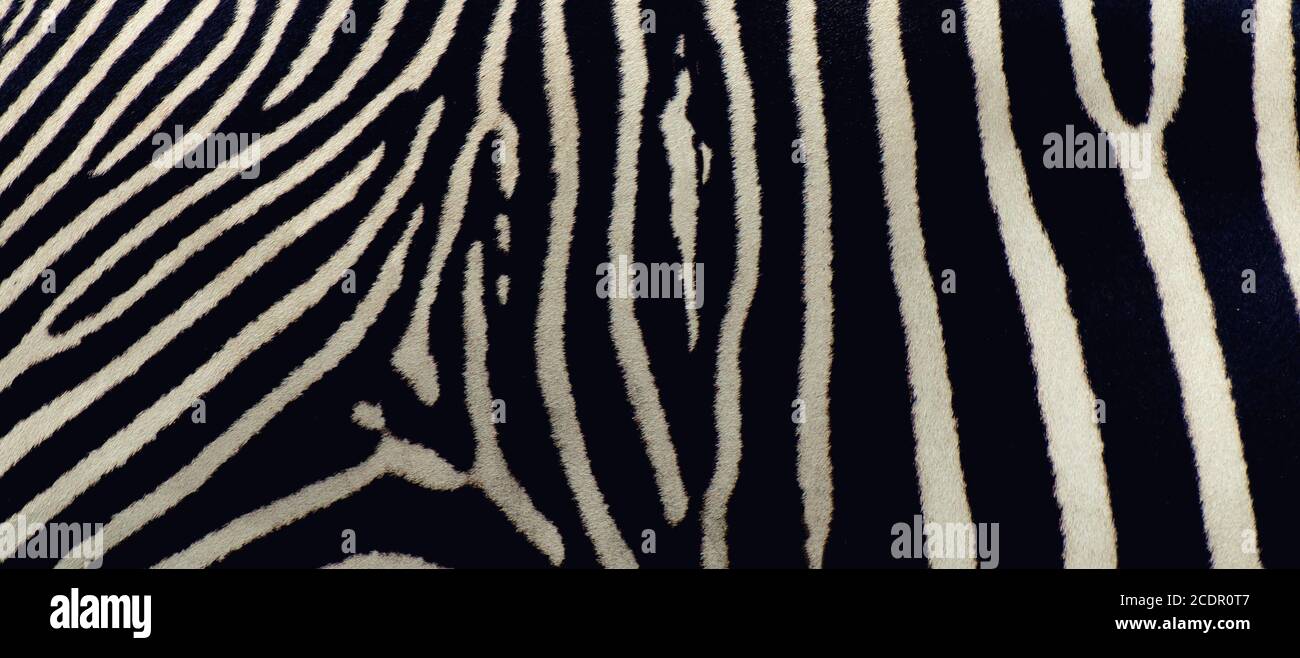 Zebra skin texture. Close-up. Background surface Stock Photo - Alamy