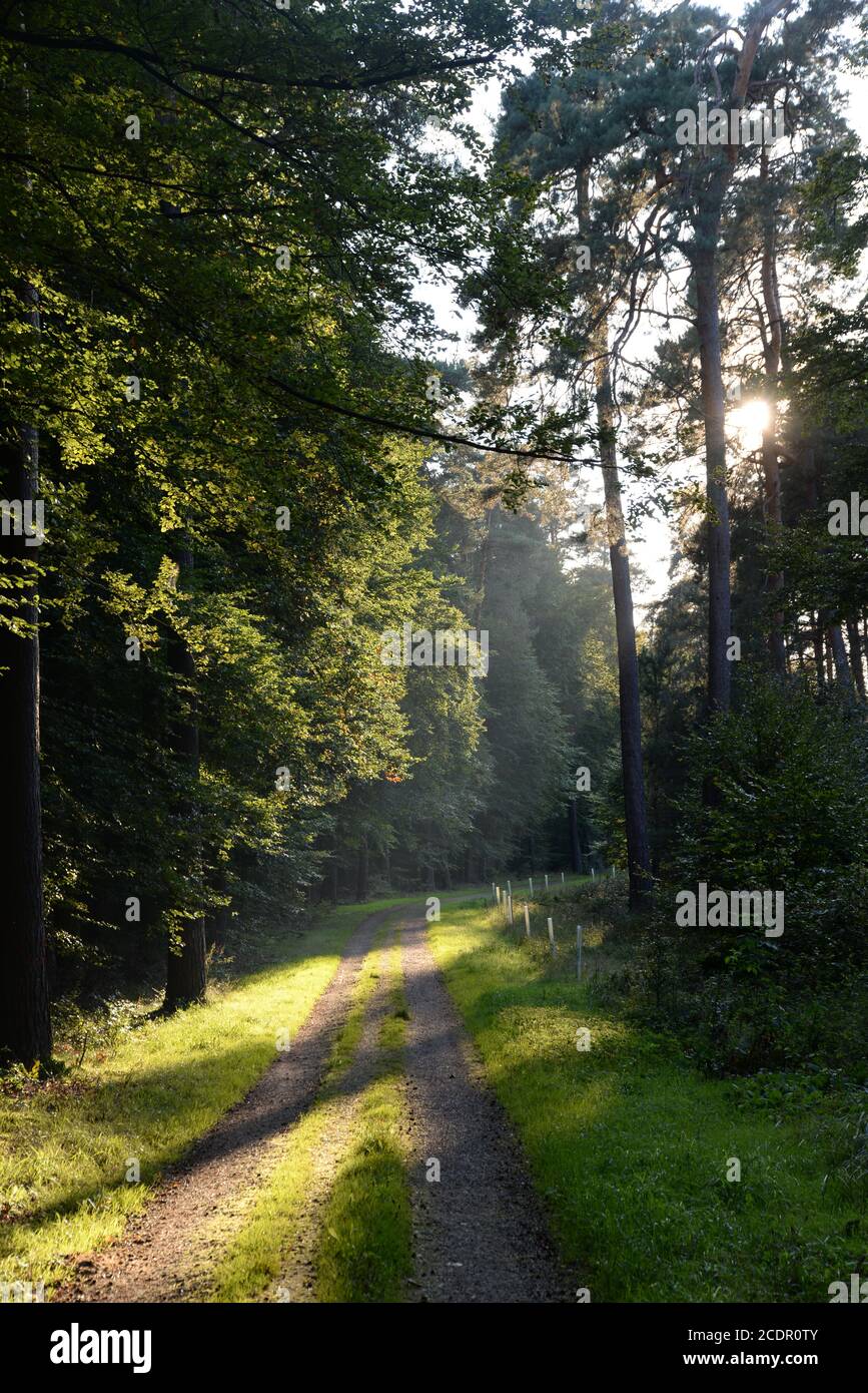 Forest path with sun Stock Photo - Alamy