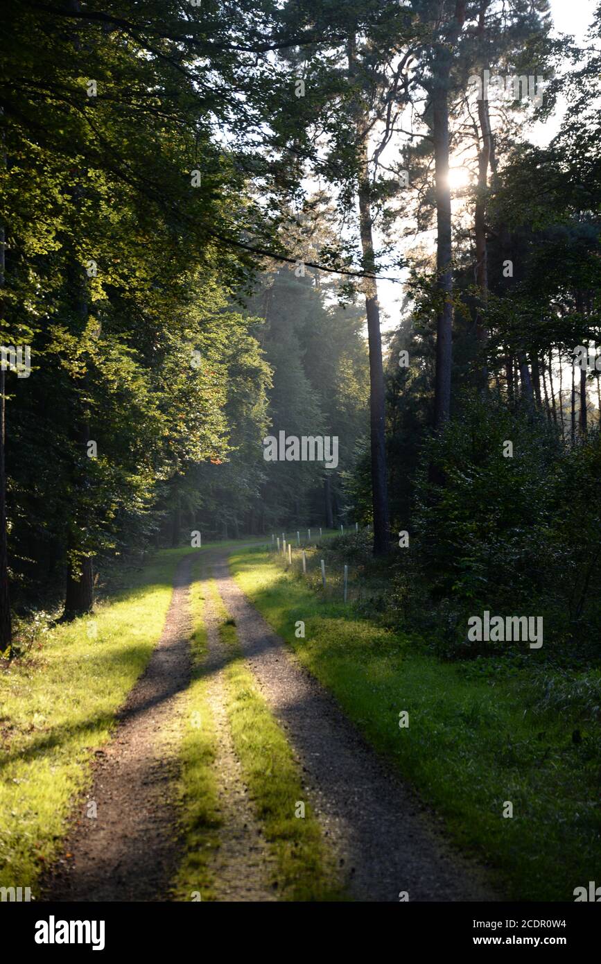 Forest path with sun Stock Photo - Alamy
