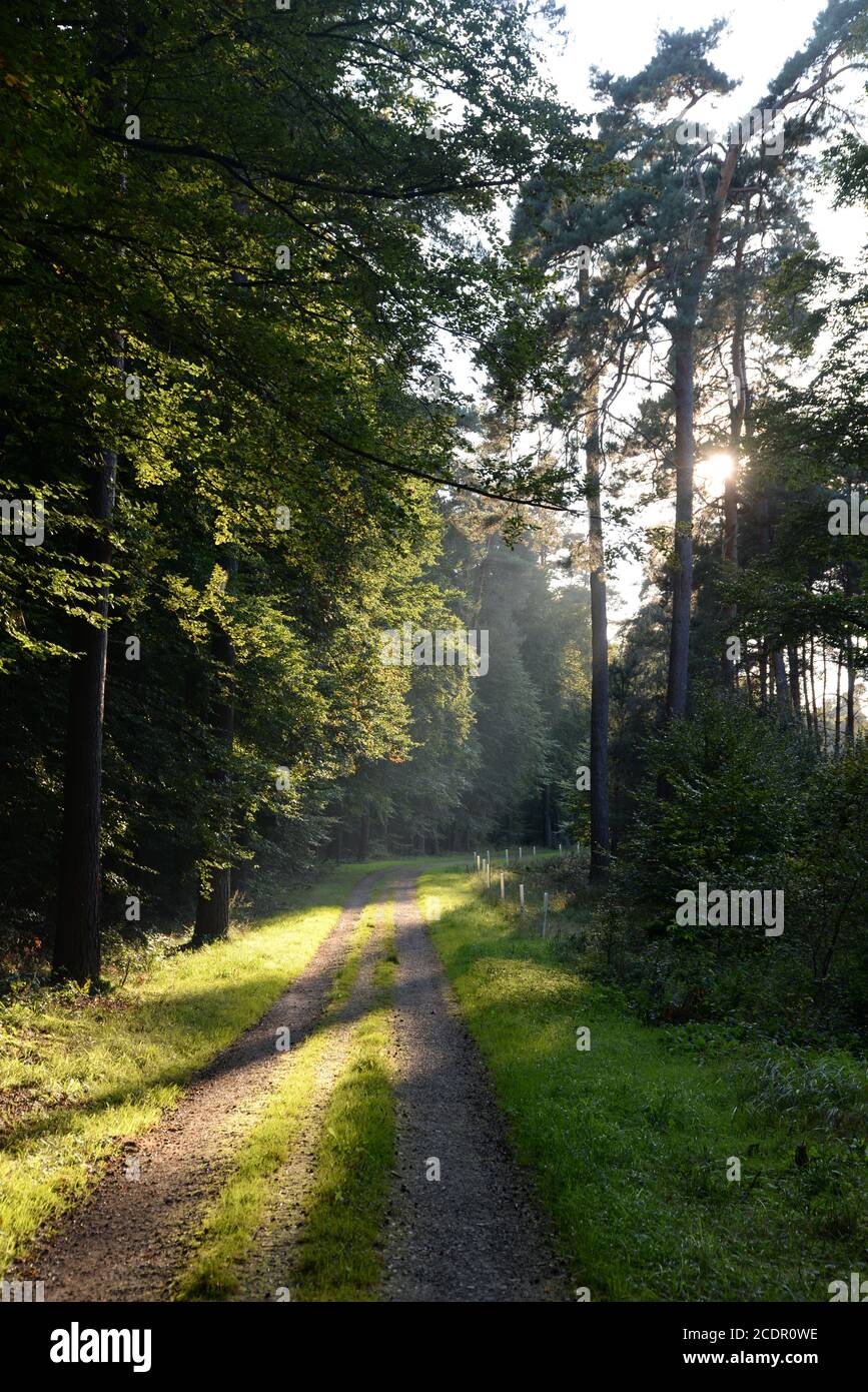 Forest path with sun Stock Photo - Alamy
