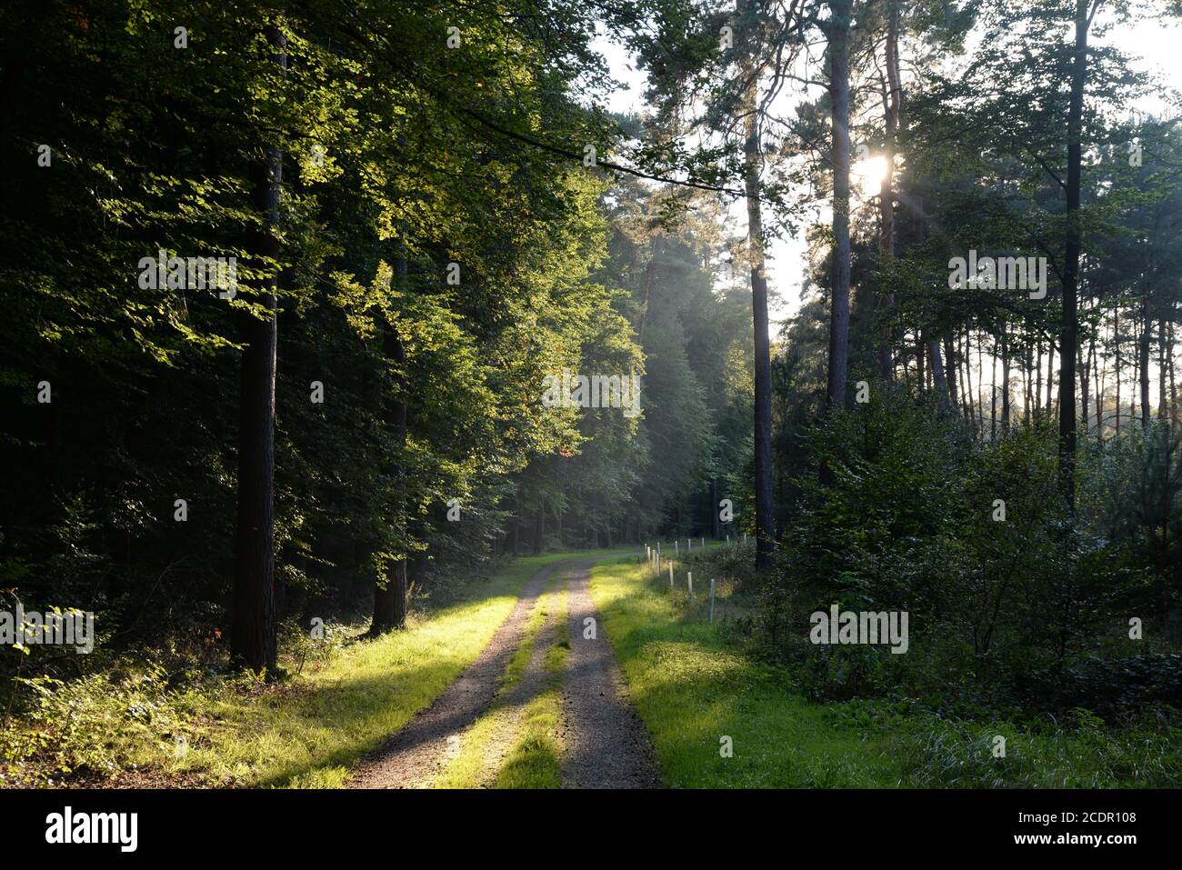 Forest path with sun Stock Photo - Alamy