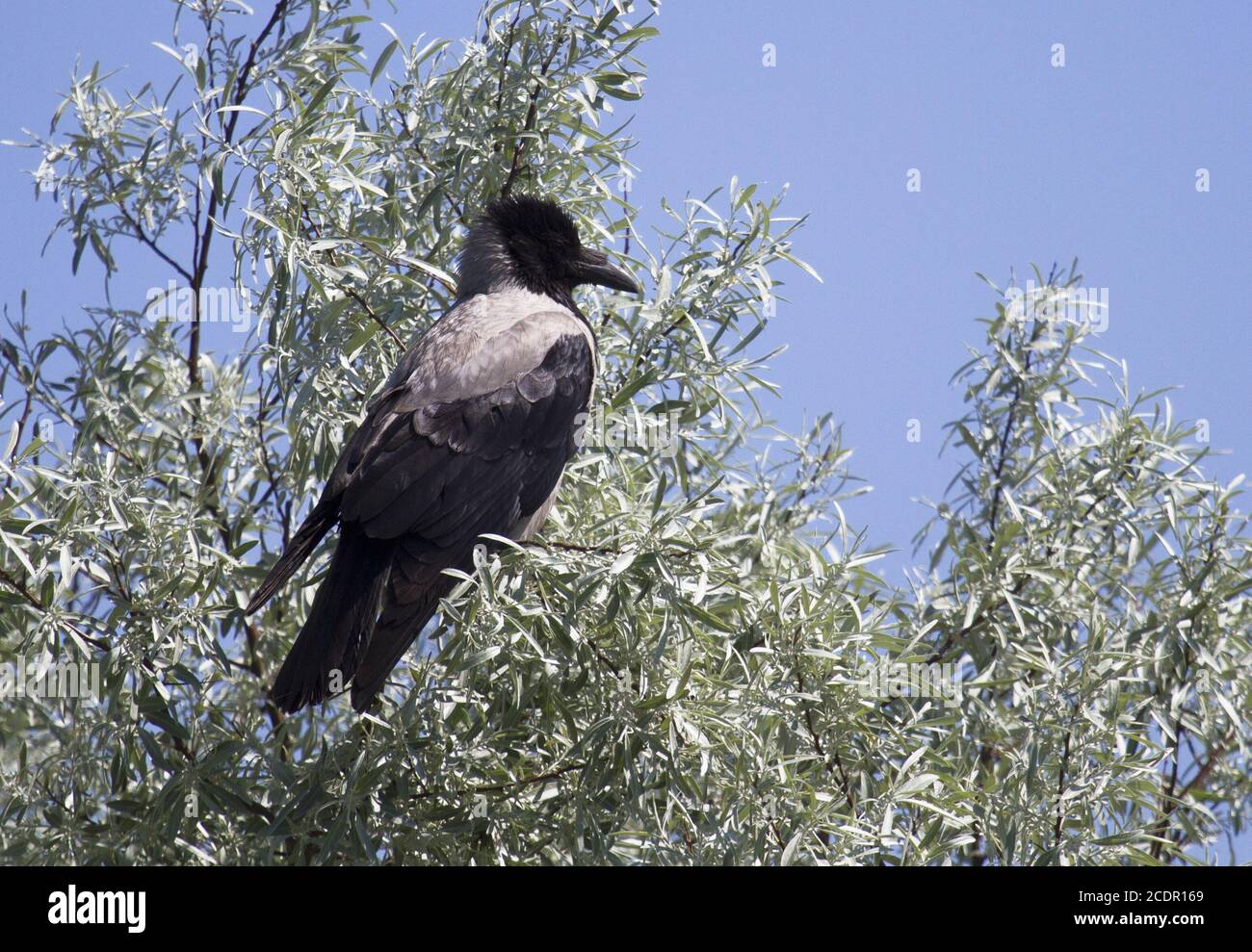 Hooded Crow, Tataru-Water canal, Donau delta, Sfântu Gheorghe Romania ...