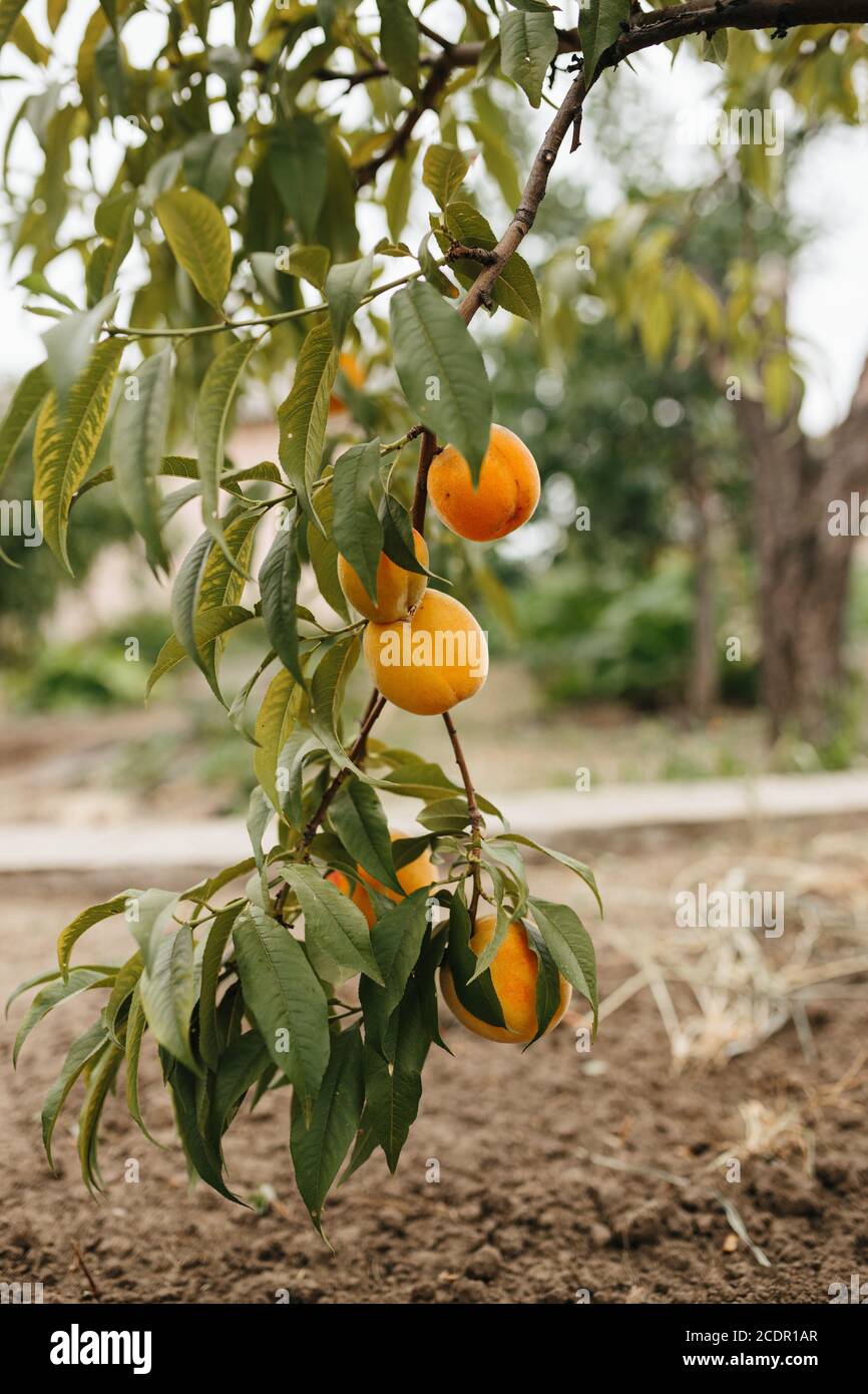 Apricot tree with fruits growing in the garden. Agritourism Stock Photo ...