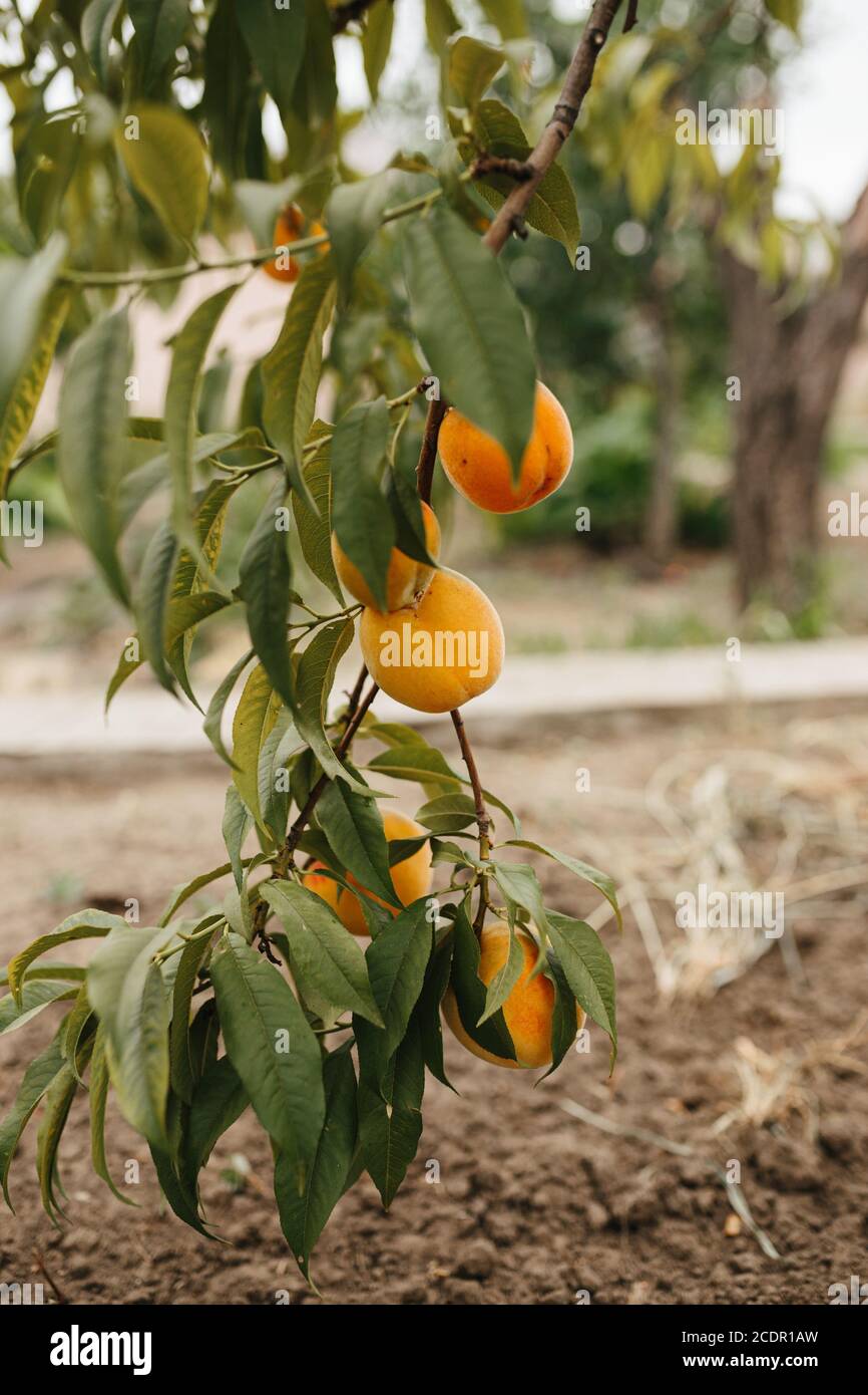 Apricot tree with fruits growing in the garden. Agritourism Stock Photo ...