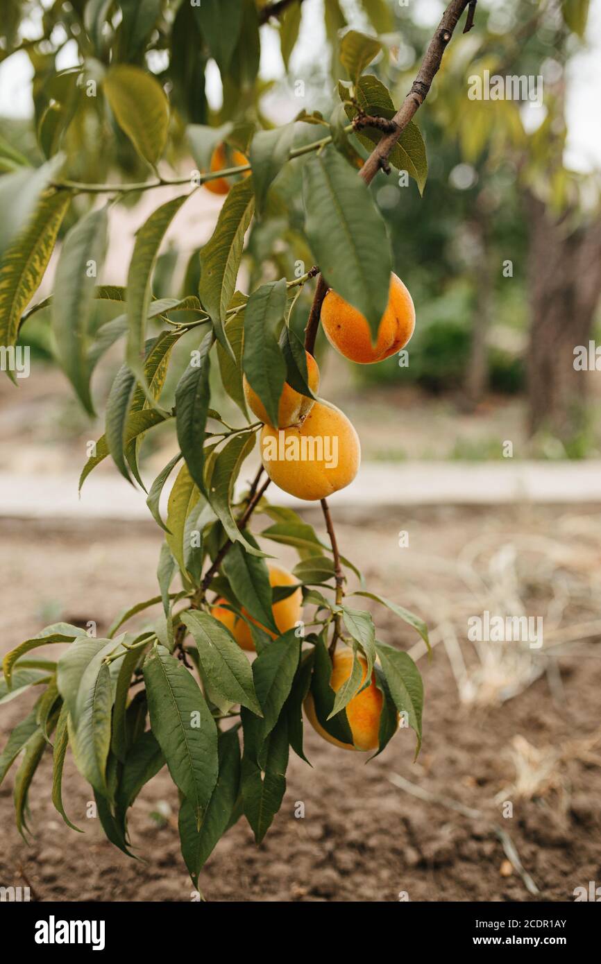 Apricot tree with fruits growing in the garden. Agritourism Stock Photo ...