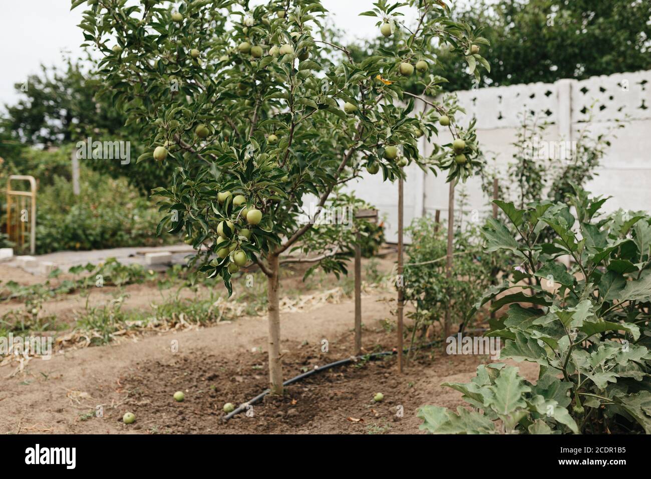 Mini apple trees with fruits growing in the garden. Agritourism Stock ...