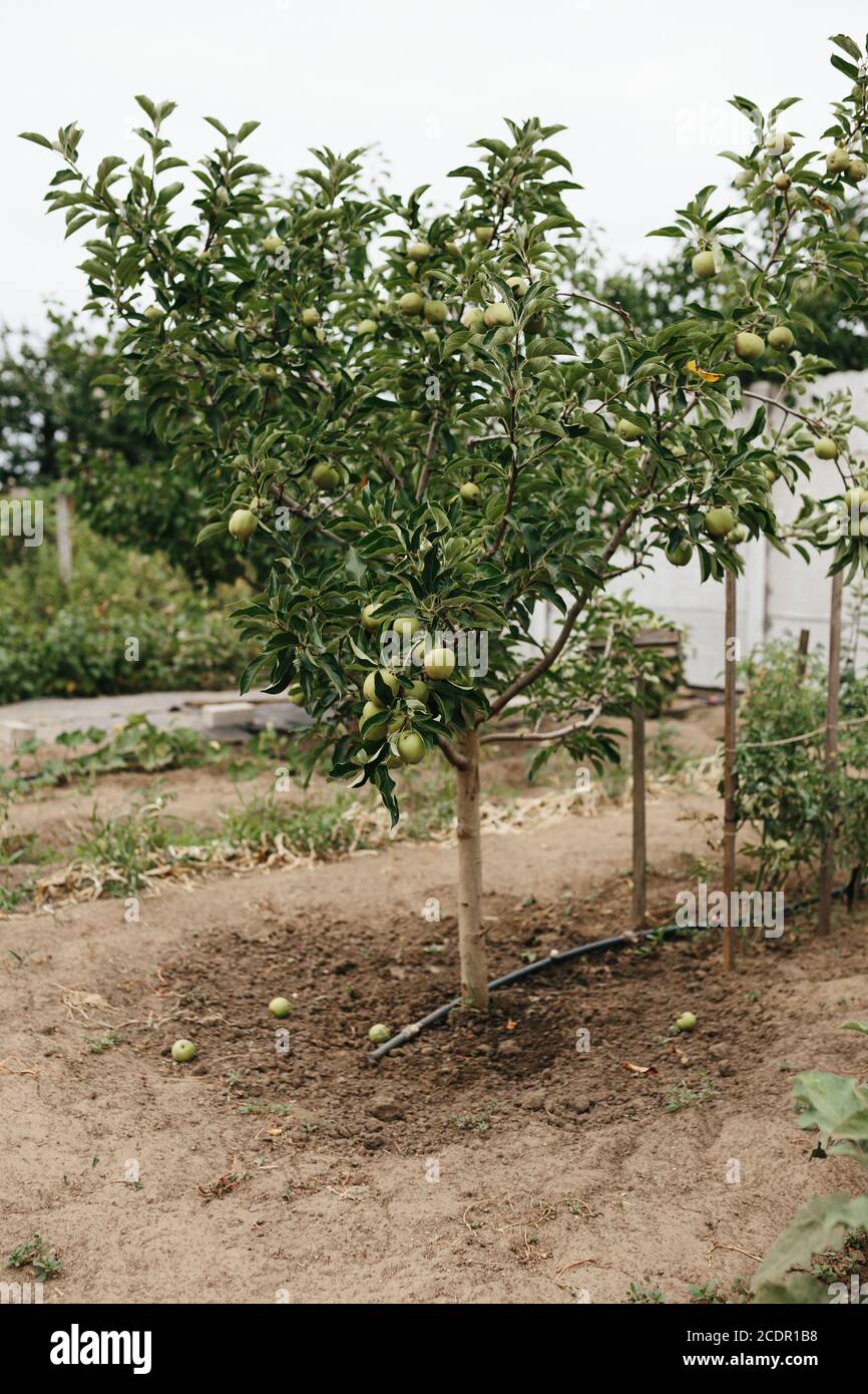 Mini apple trees with fruits growing in the garden. Agritourism Stock ...