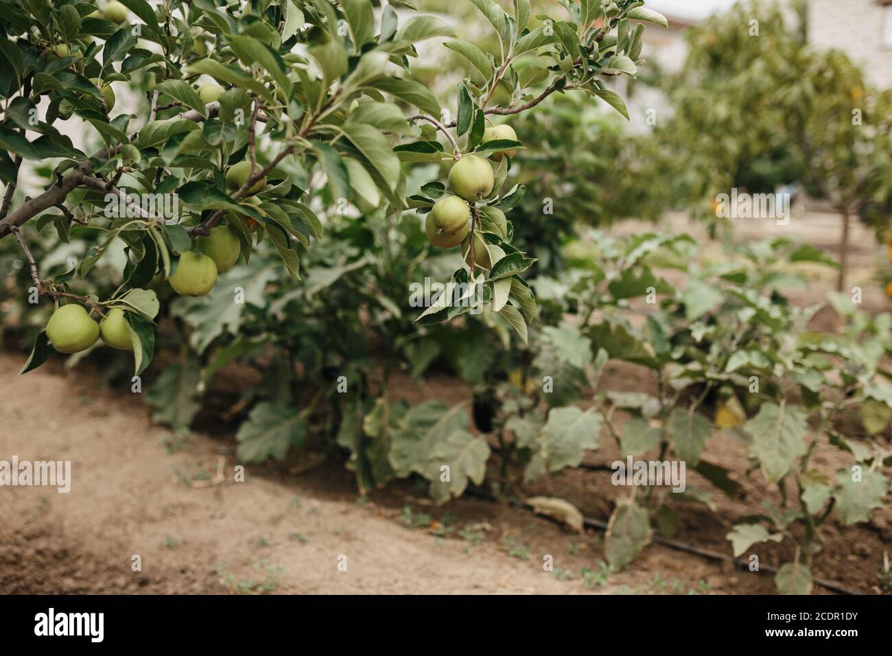 Mini apple trees with fruits growing in the garden. Agritourism Stock ...