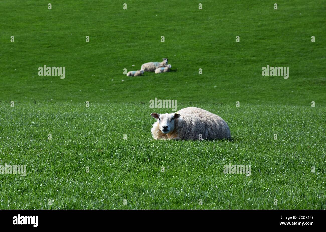 Fat Sheep High Resolution Stock Photography and Images - Alamy