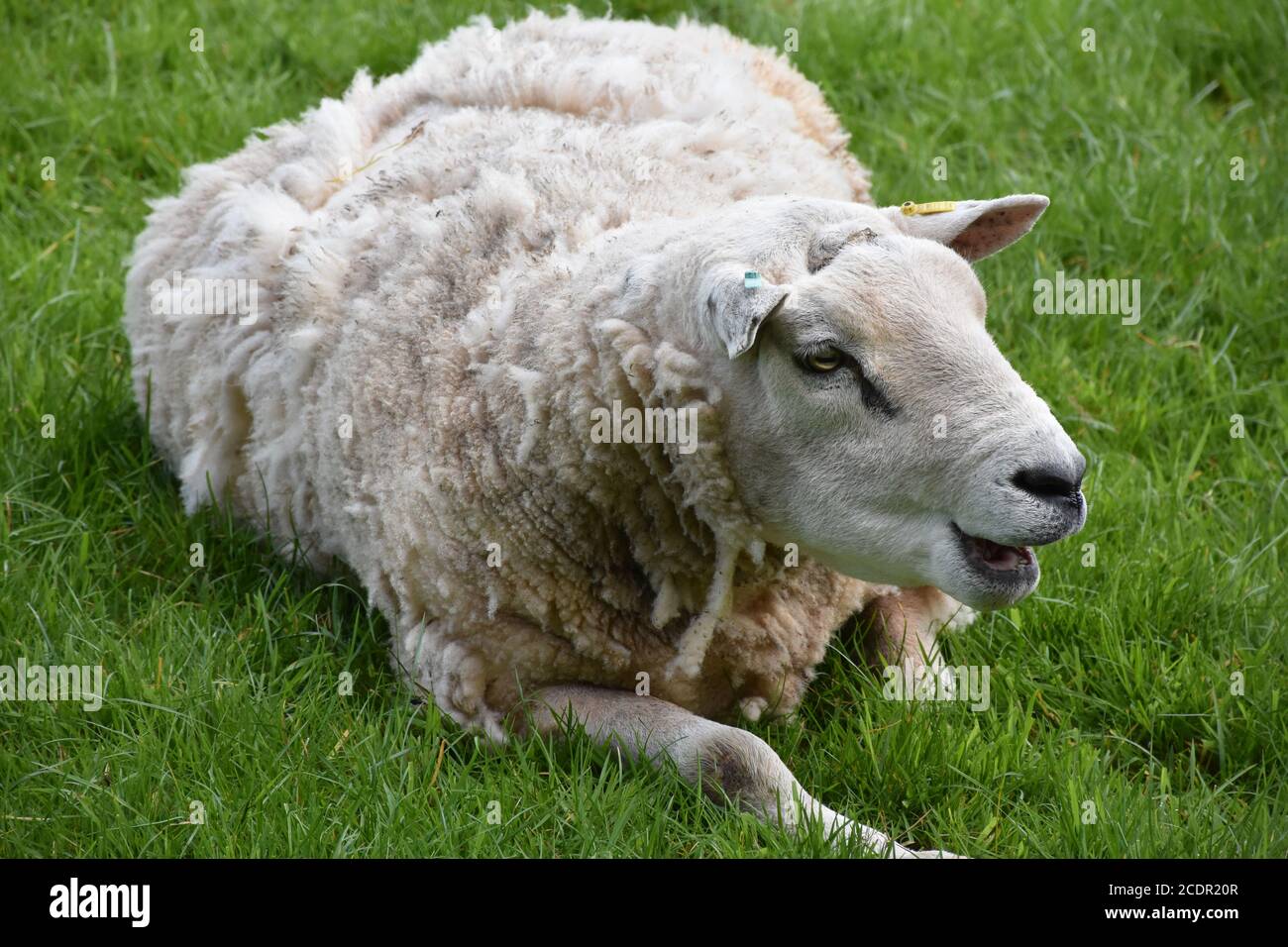 Chubby white sheep chewing in a pasture Stock Photo - Alamy