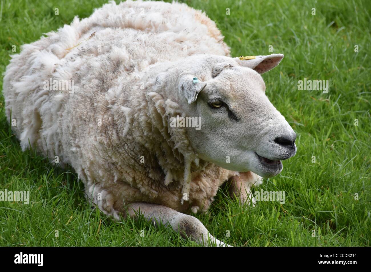 Ram laying in grass hi-res stock photography and images - Alamy