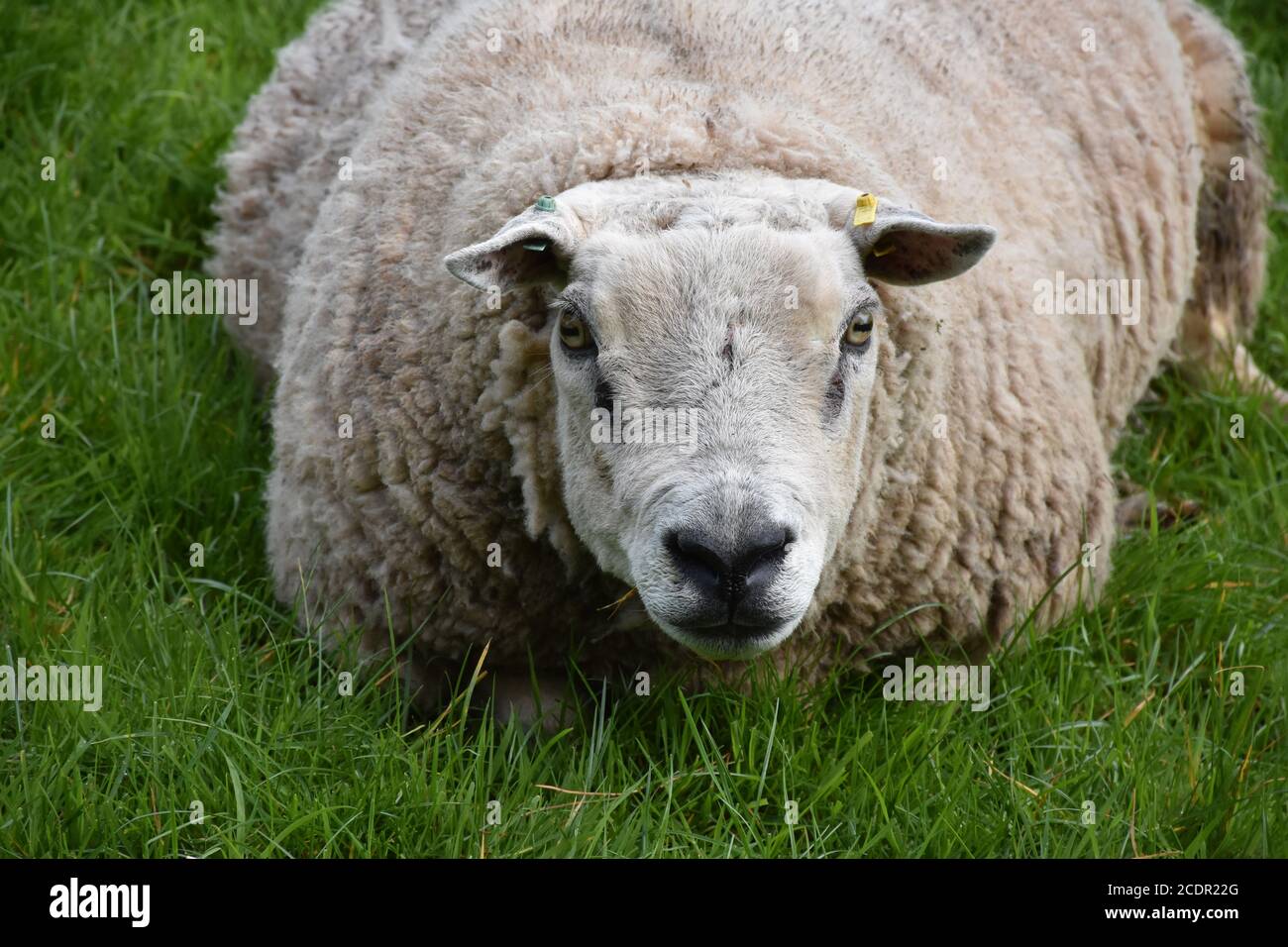 Up close look into the face of a large white sheep Stock Photo - Alamy
