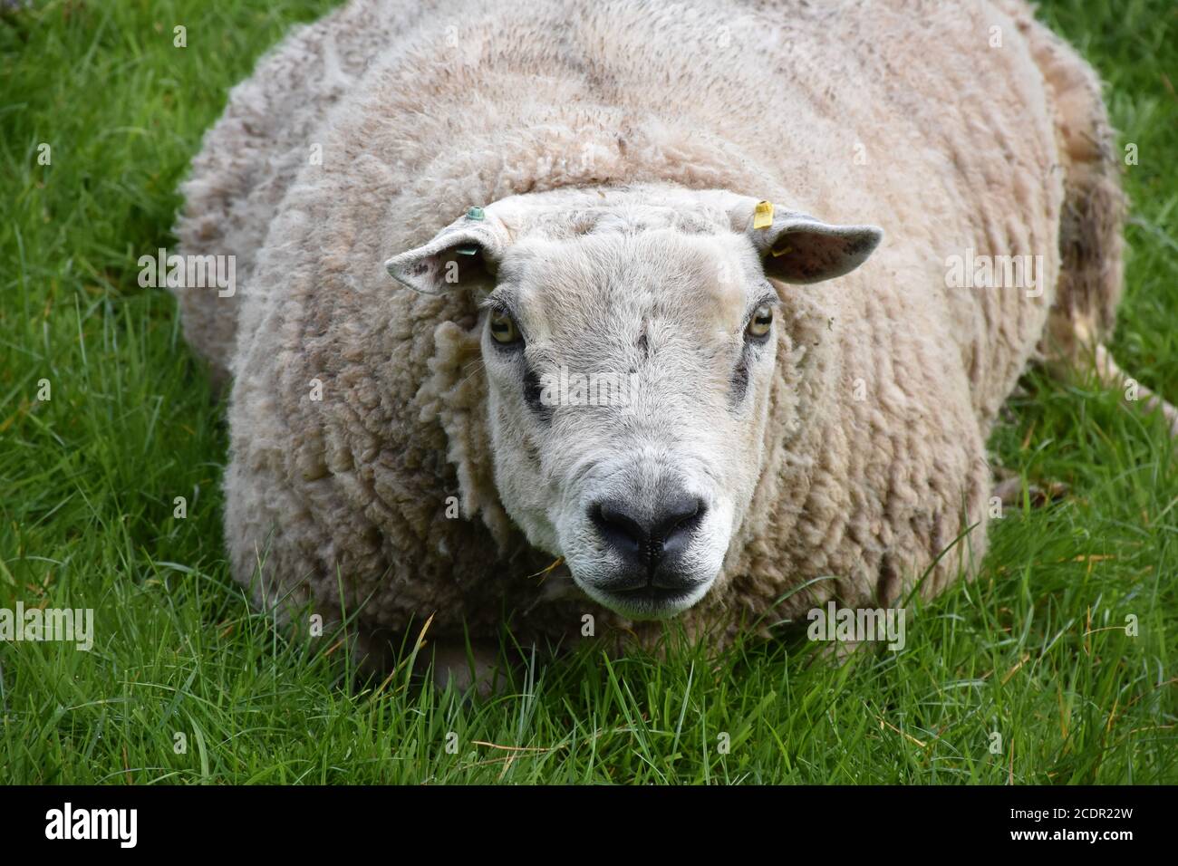 Obese sheep resting in a grass field on farmland Stock Photo - Alamy