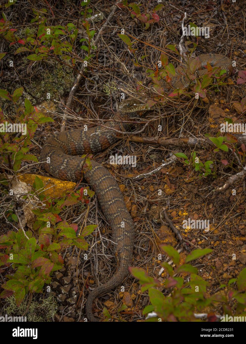 Common watersnake hi-res stock photography and images - Alamy