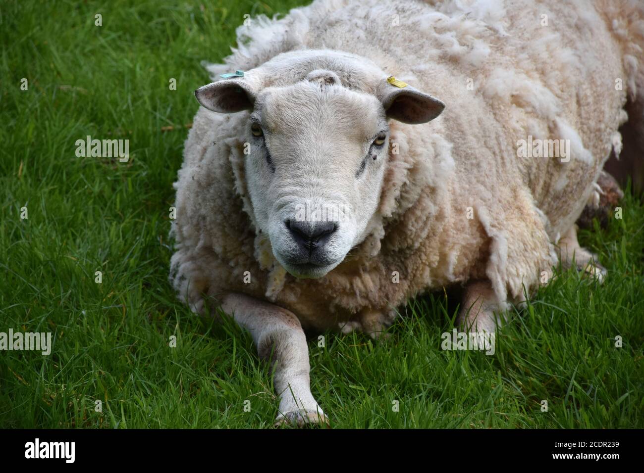 Ram laying in grass hi-res stock photography and images - Alamy