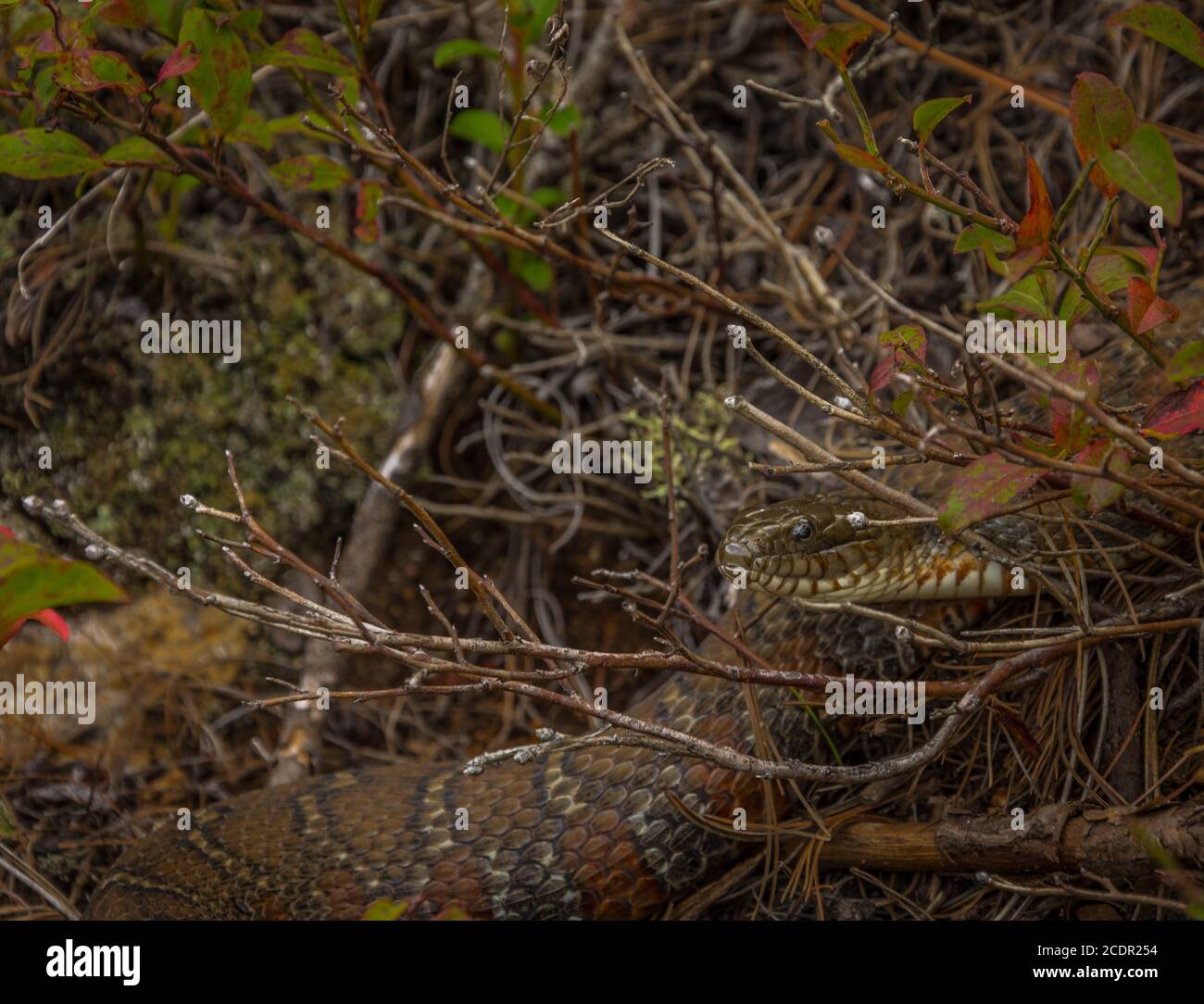 Common watersnake basking in the sun Stock Photo - Alamy