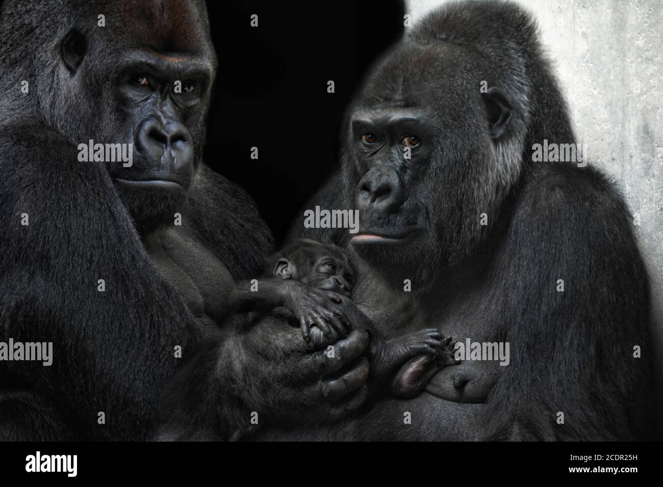 Gorilla family hi-res stock photography and images - Alamy