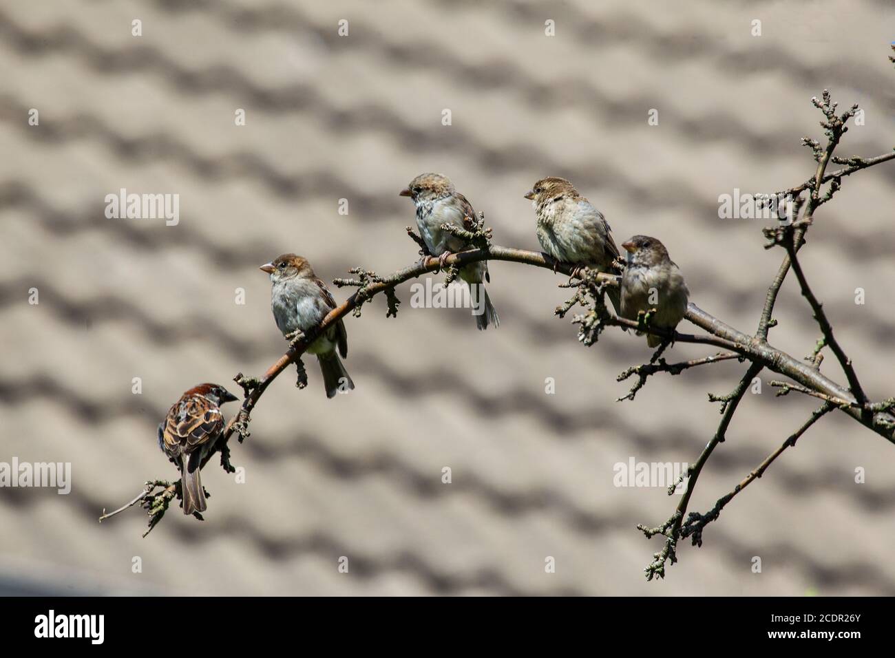 Five House sparrows Passer domesticus in a residential garden perching ...