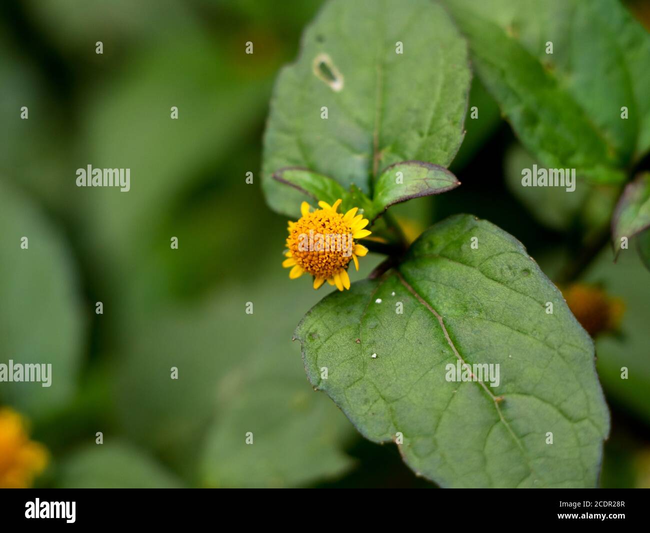 Dark yellow color tiny flower of a herbal weed plant, selective focus ...