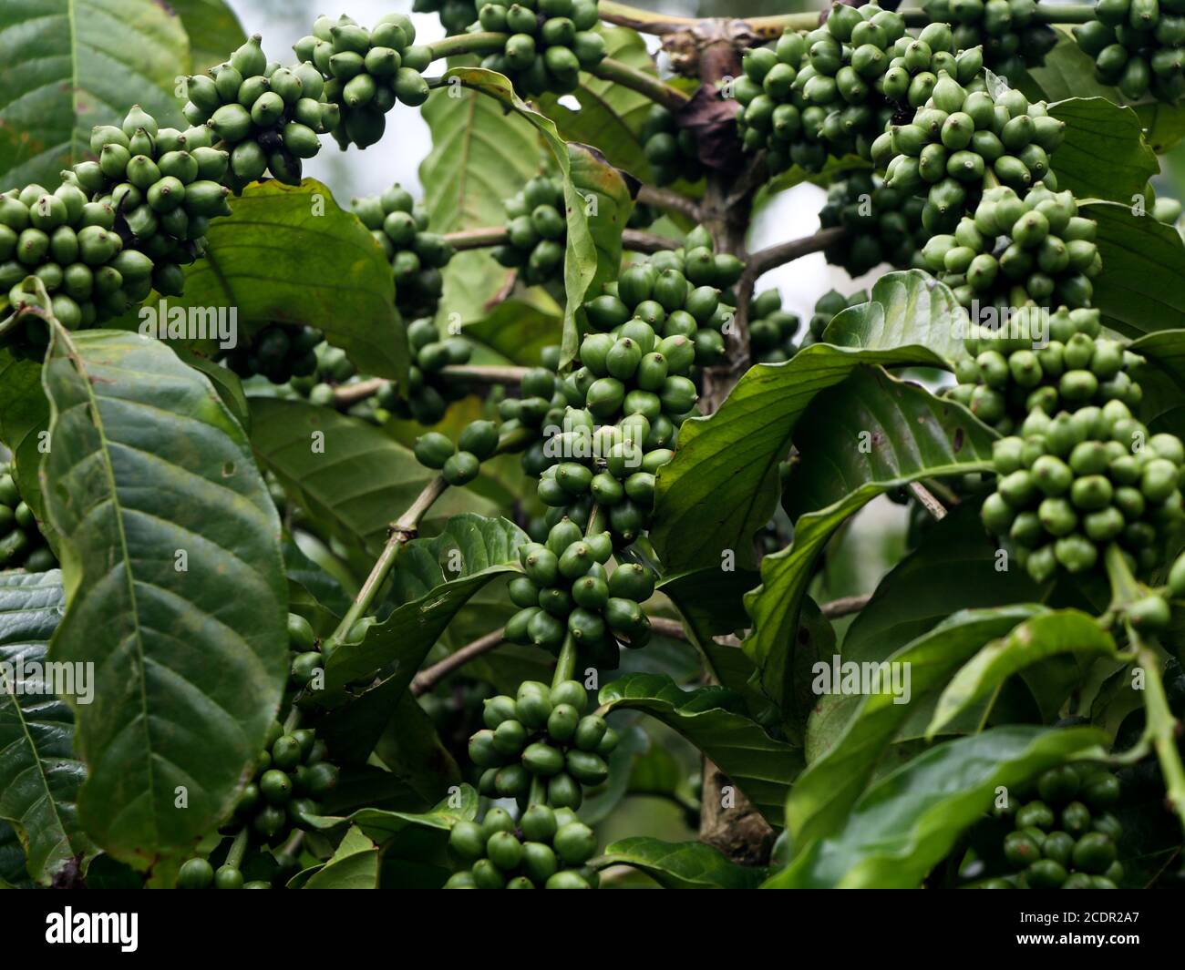 Raw green coffee beans on a coffee plant, organic farming, selective ...