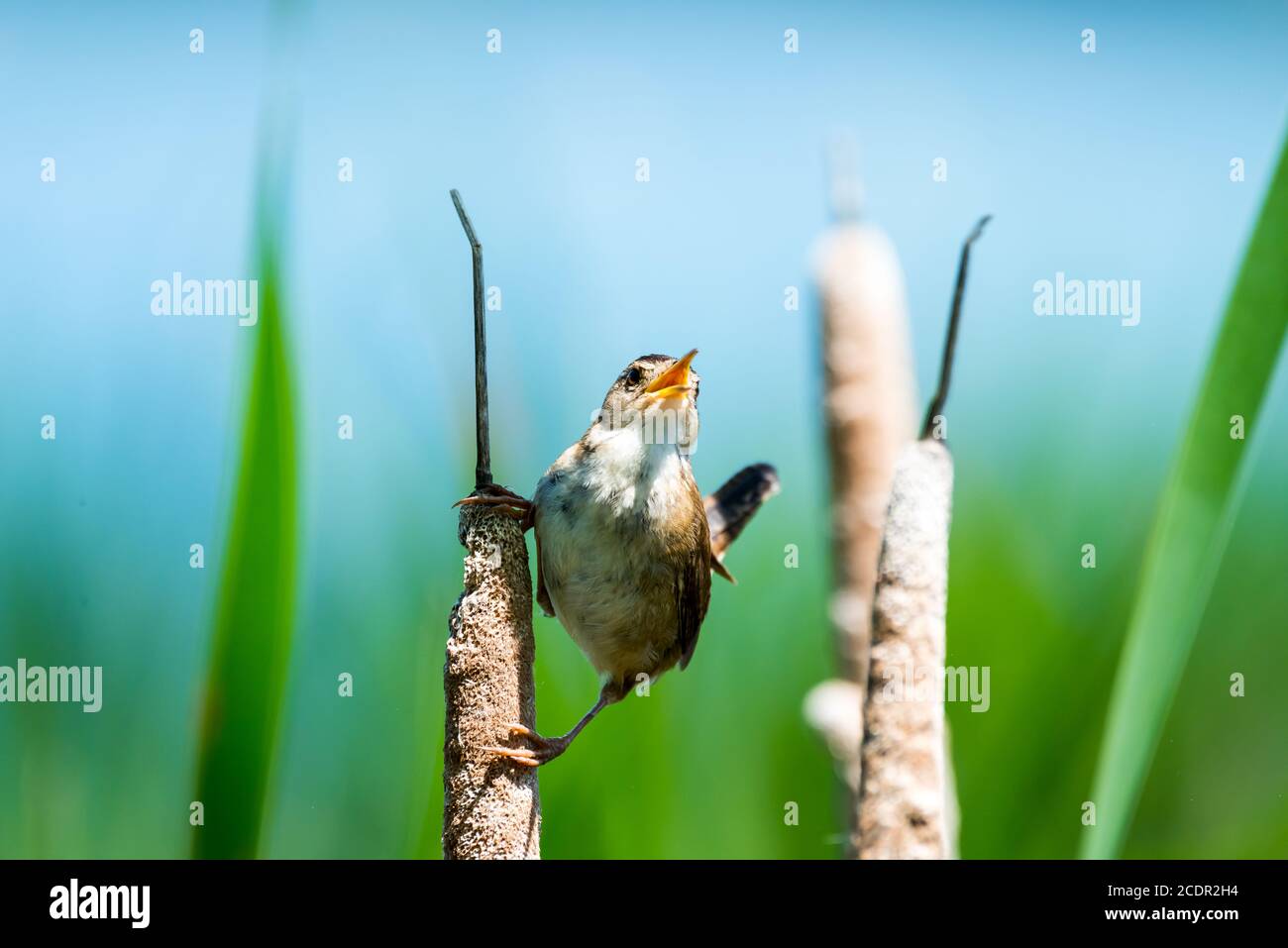 Happy wren hi-res stock photography and images - Alamy
