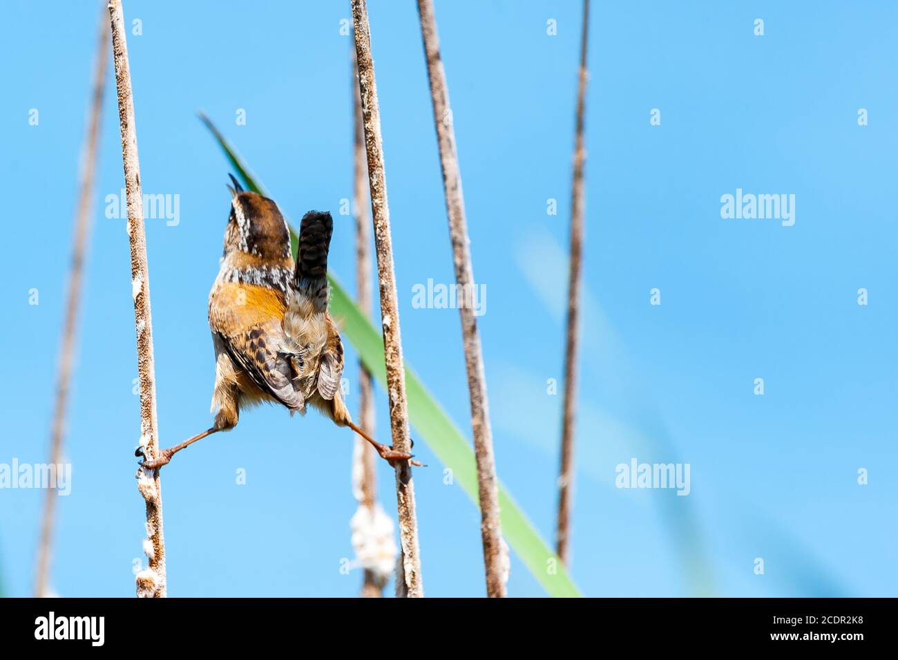 View from rear of a Marsh Wren holding on in between two cattails Stock ...
