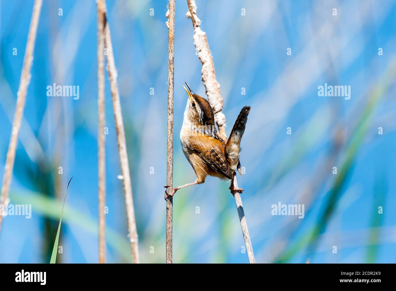 View from rear of a Marsh Wren holding on in between two cattails Stock ...