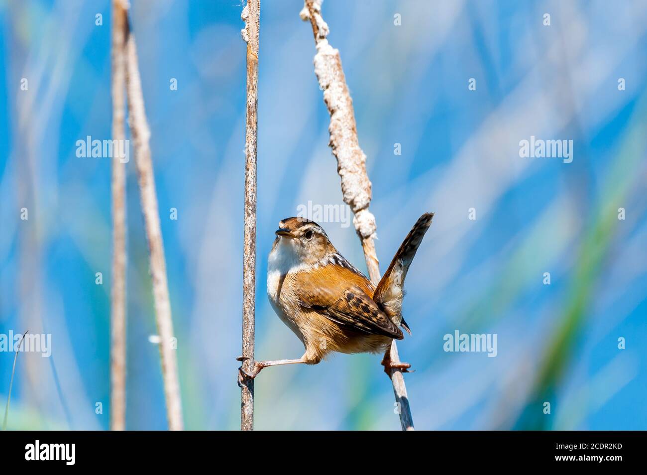 Closeup of a Marsh Wren holding on in between two cattails, looking ...