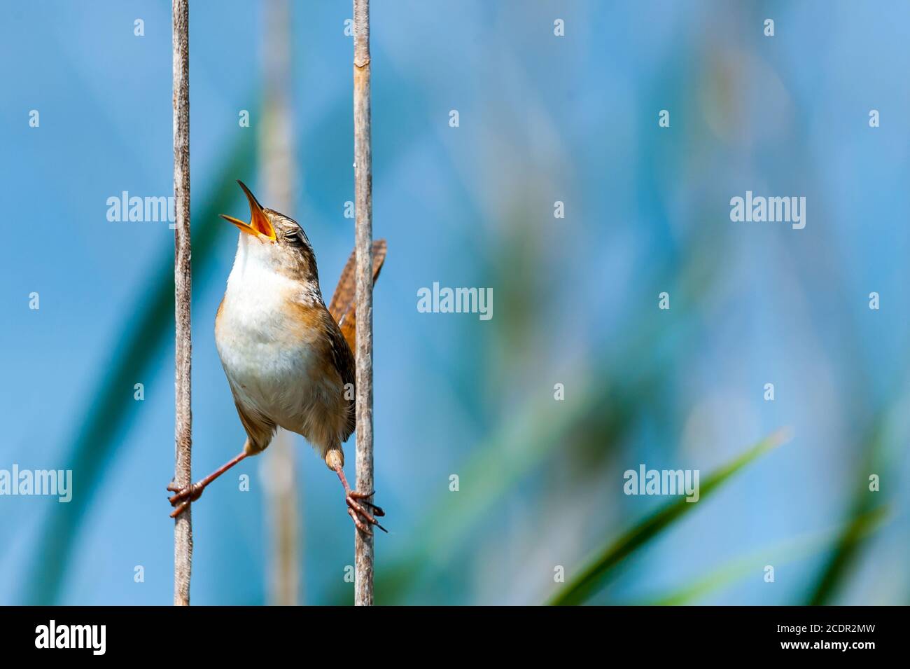 Closeup of a March Wren holding on in between two reeds, looking up ...