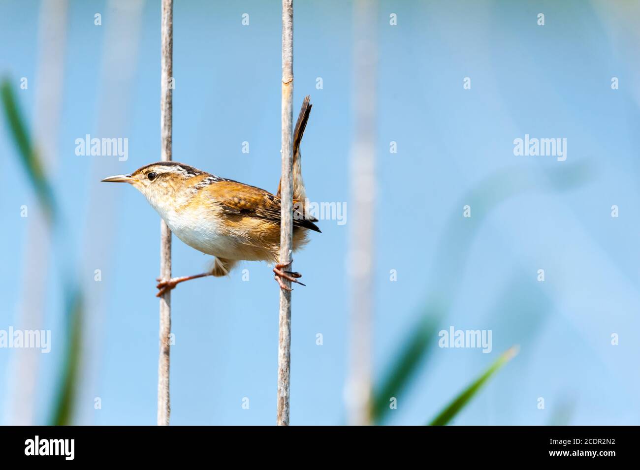 Profile of a Marsh Wren holding on in between two cattails Stock Photo ...