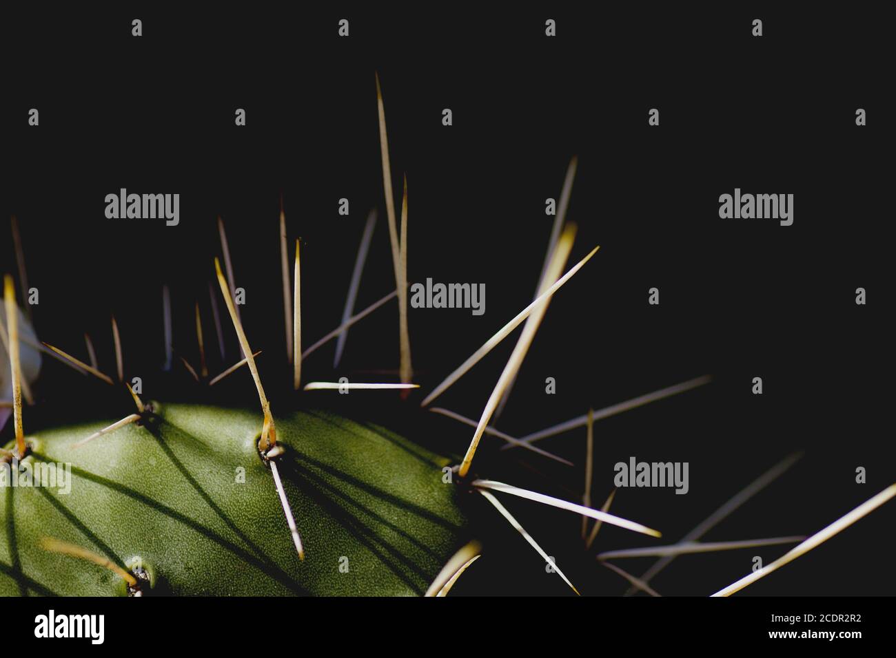 Detail of opuntia ficus-indica green spiny leaf Stock Photo - Alamy
