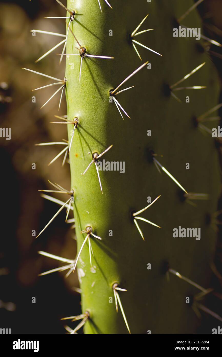 Detail of opuntia ficus-indica green spiny leaf Stock Photo - Alamy