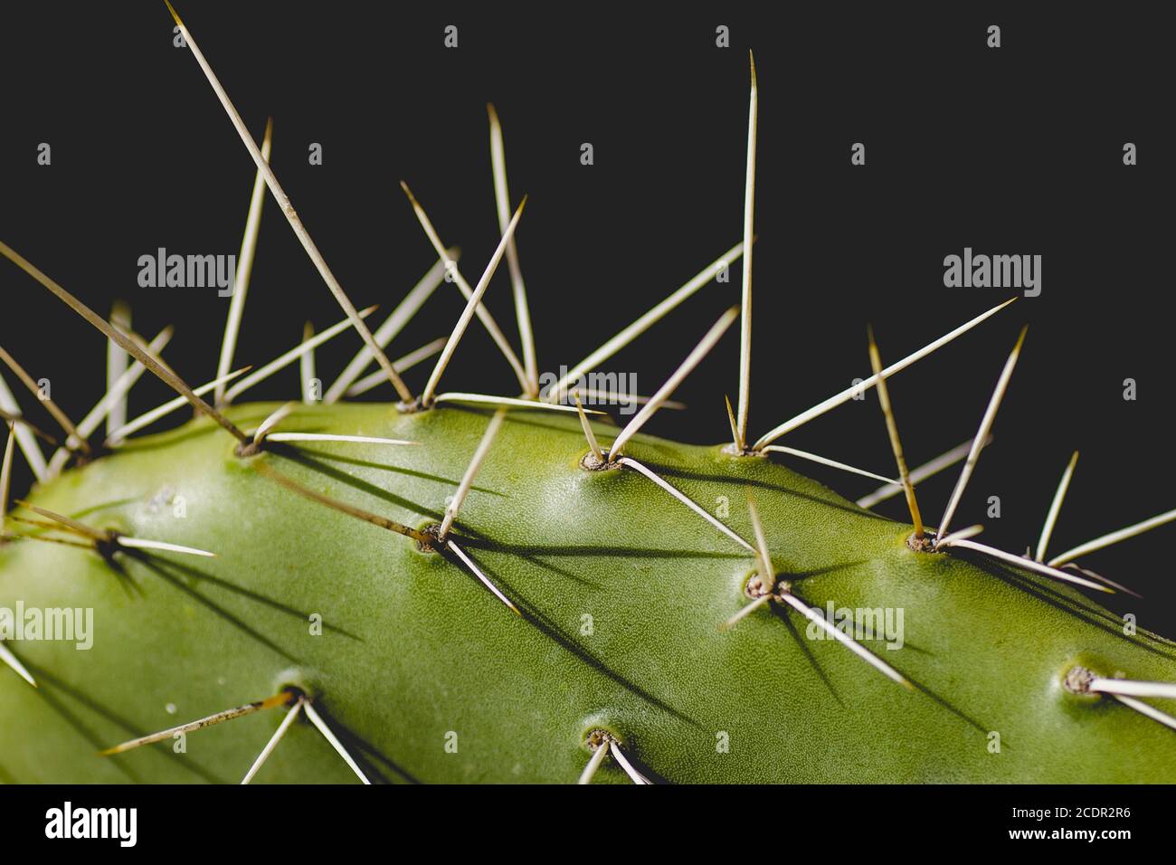 Detail of opuntia ficus-indica green spiny leaf Stock Photo - Alamy